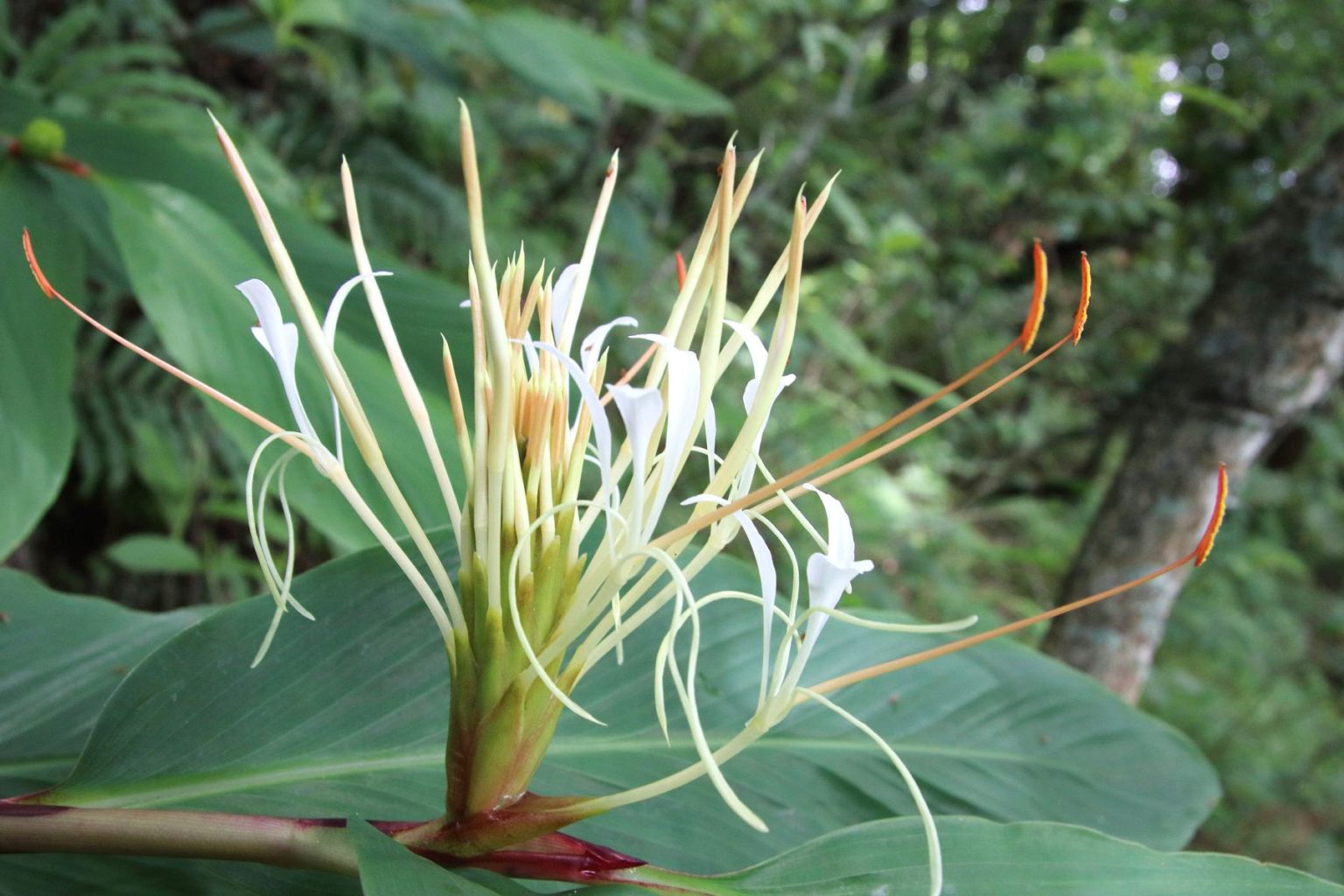 Kingdom of Orchids - Bhutan Homestay